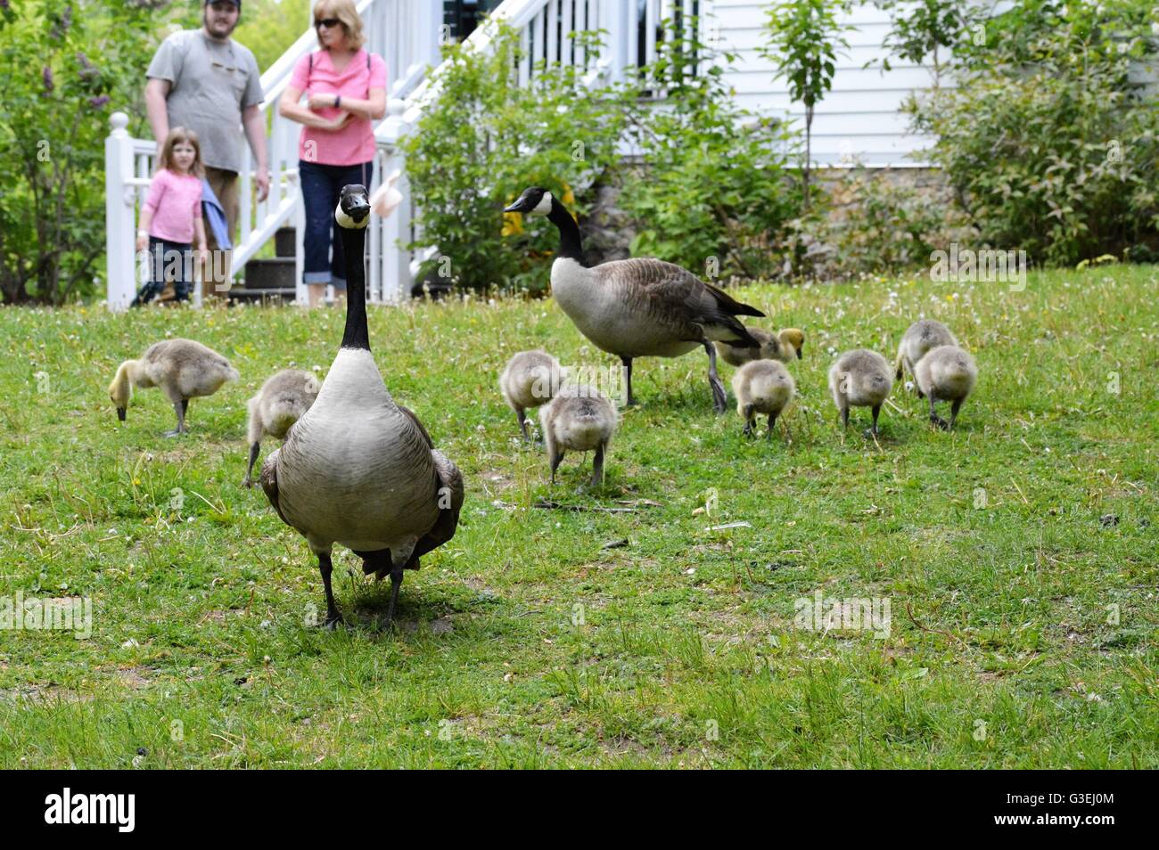 Geese at the farm Stock Photo - Alamy