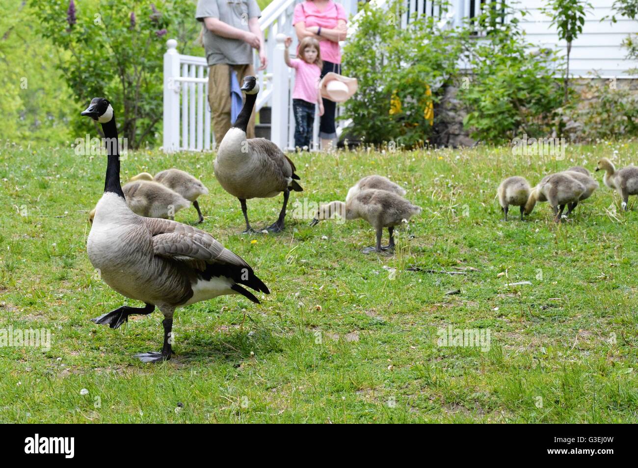 Geese at the farm Stock Photo - Alamy