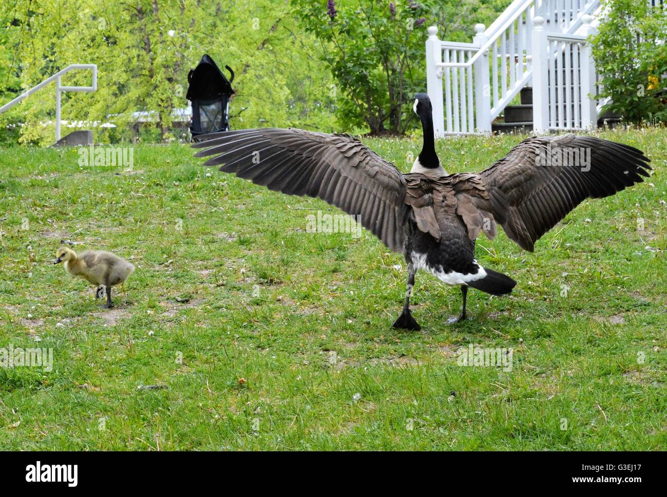 Geese at the farm Stock Photo - Alamy
