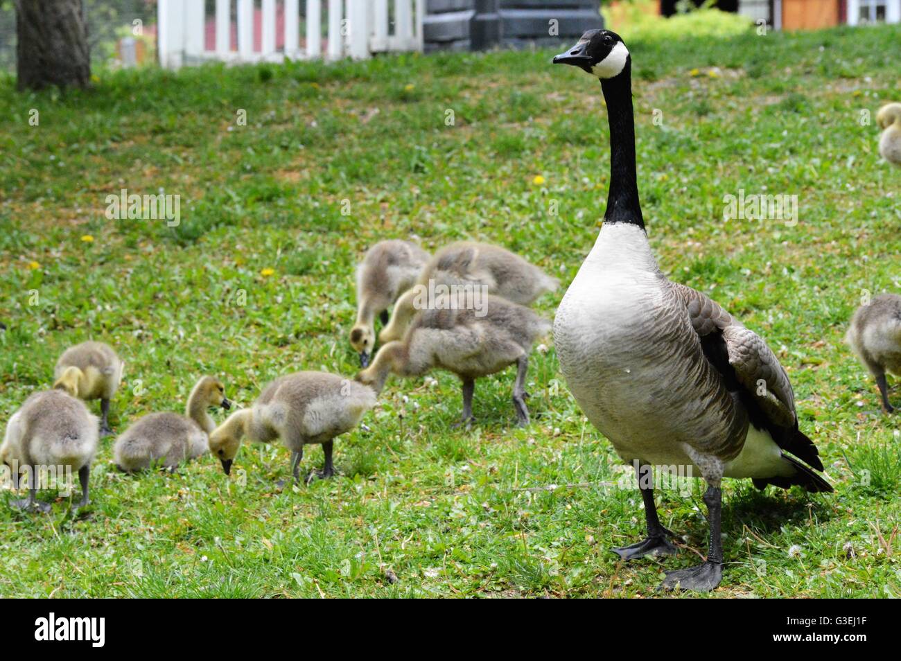 Geese at the farm Stock Photo - Alamy