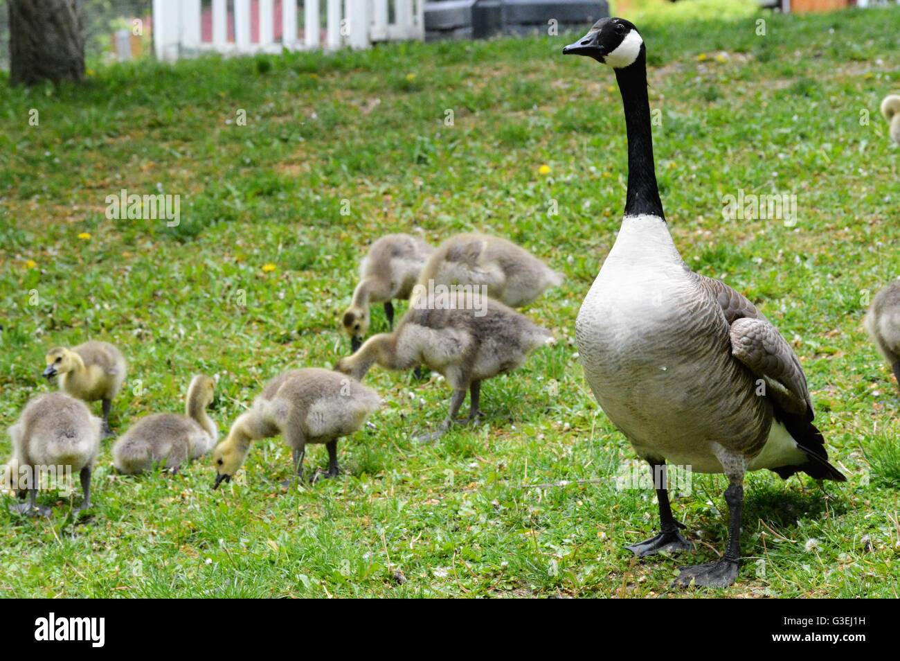 Geese at the farm Stock Photo - Alamy