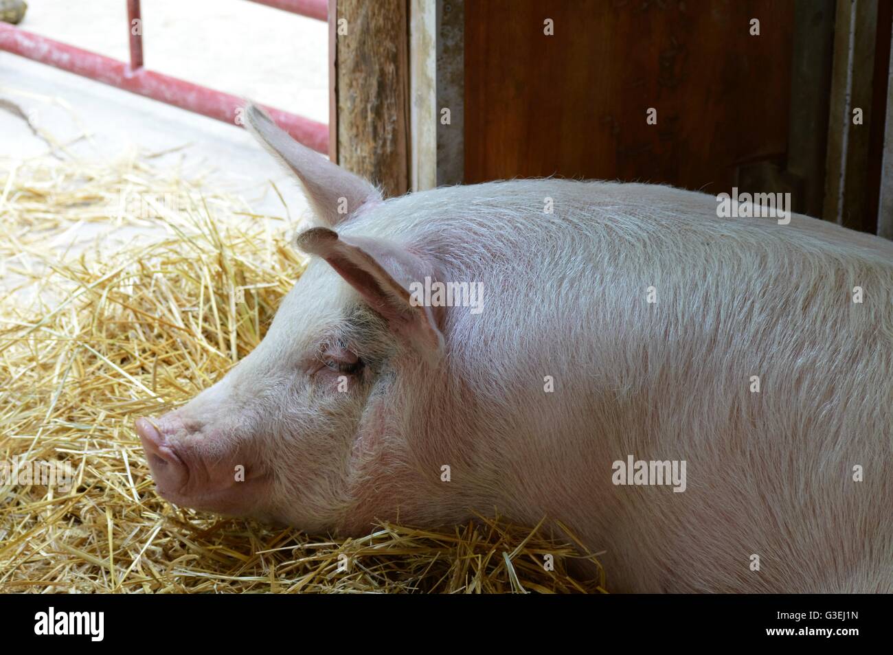 Pig at the farm Stock Photo - Alamy
