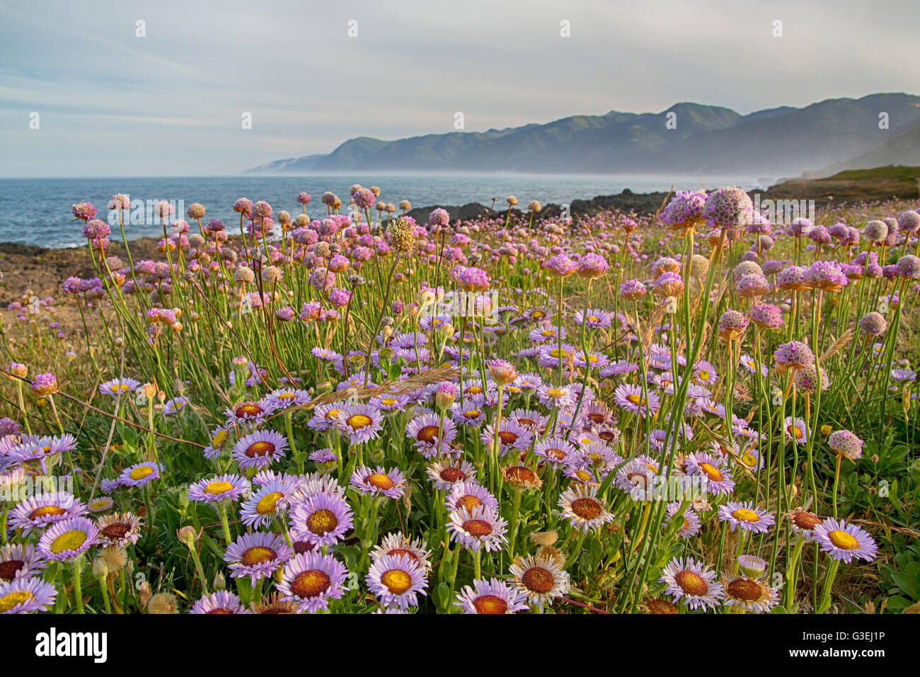 Mojave Aster wildflowers cover the coastal bluffs at the King Range ...