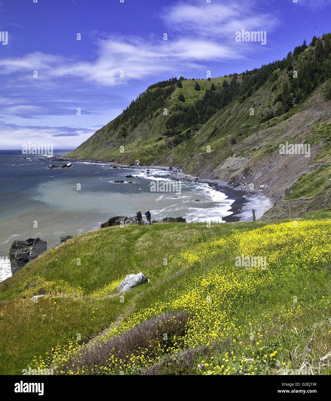 Wildflowers cover the coastal bluffs at the King Range National ...