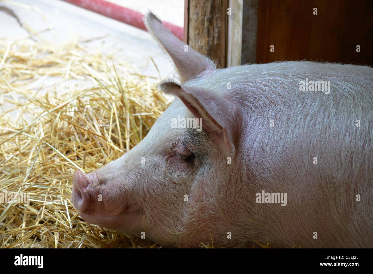 Cute adult pig farm hi-res stock photography and images - Alamy