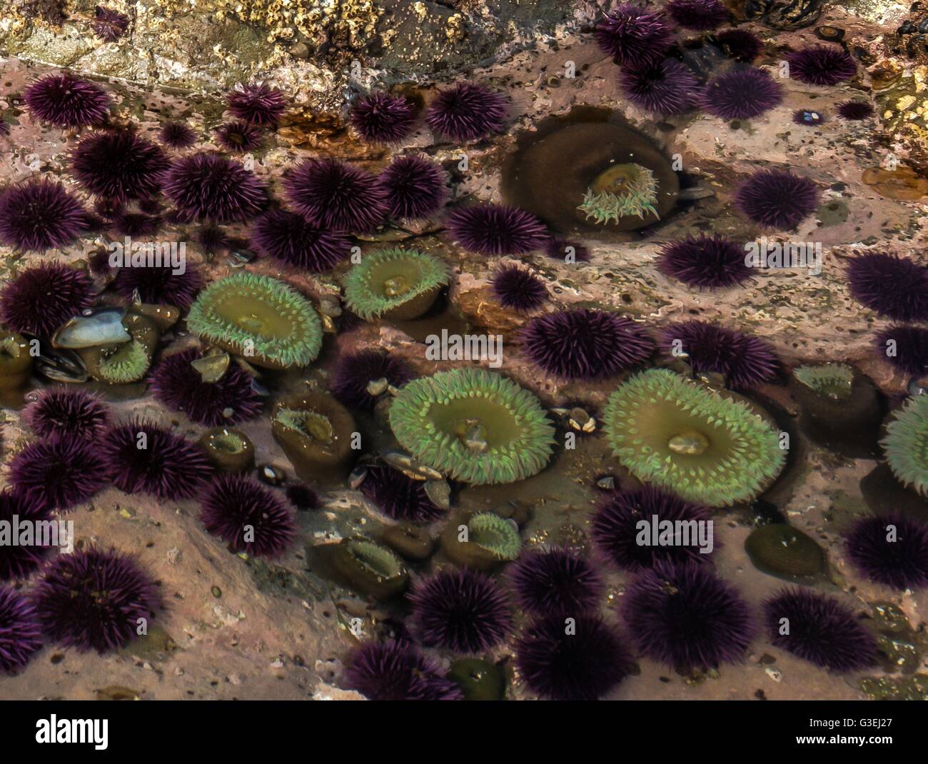 Sea anemones and red sea urchins in a tidal pool at the King Range ...