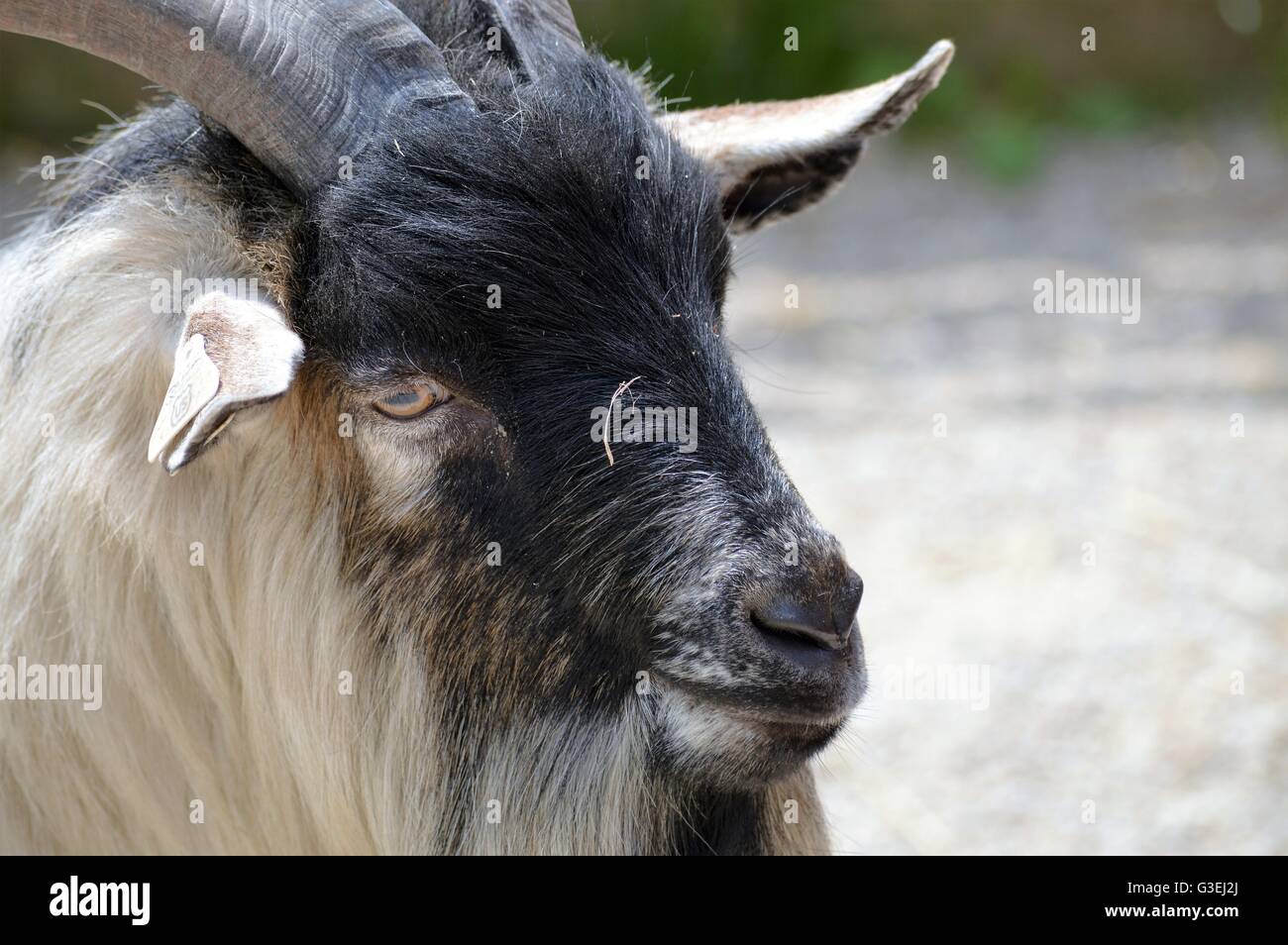A goat at the farm Stock Photo - Alamy