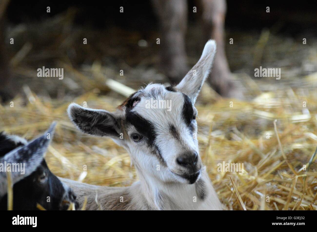 A goat at the farm Stock Photo - Alamy