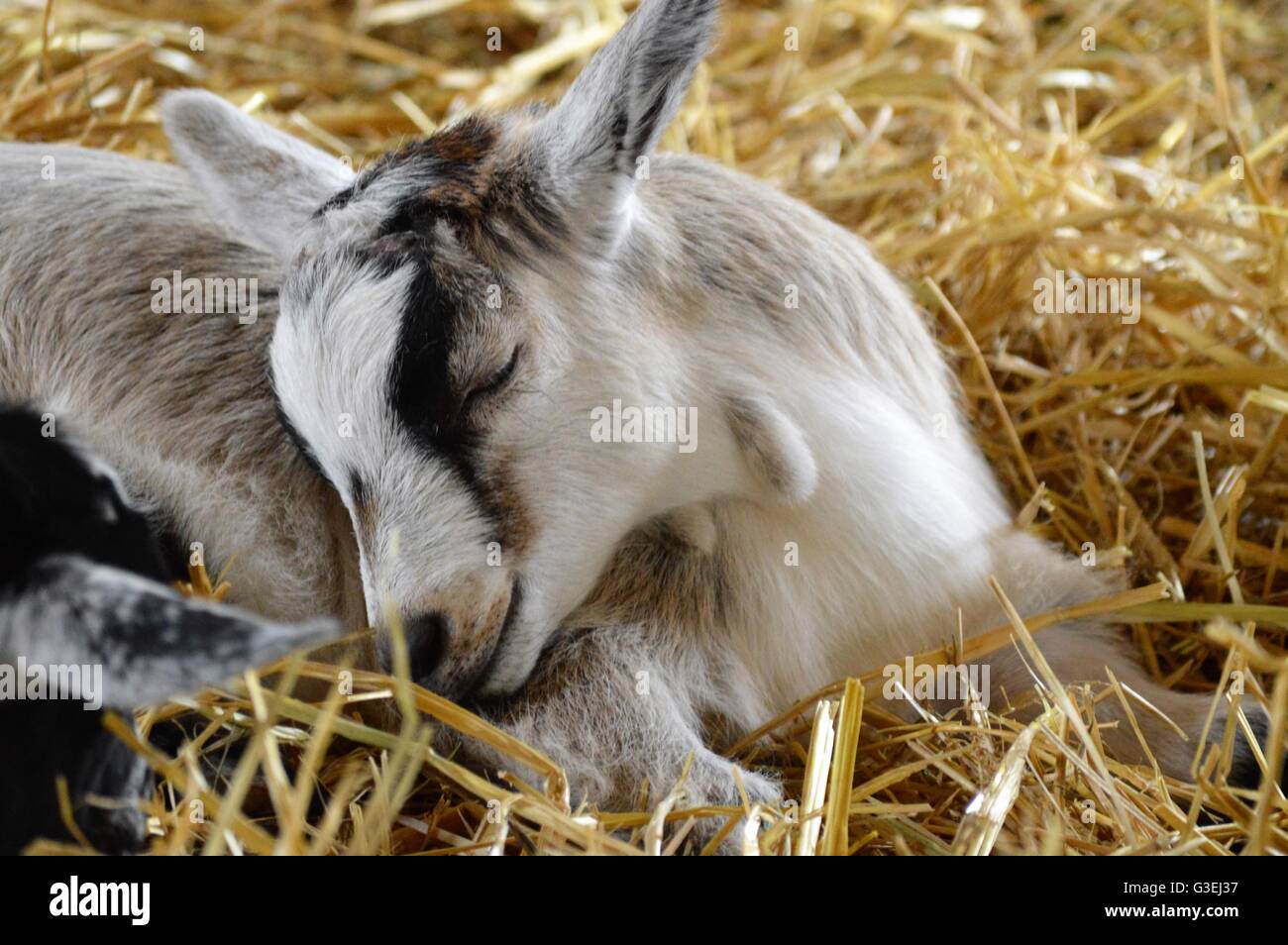 A goat at the farm Stock Photo - Alamy