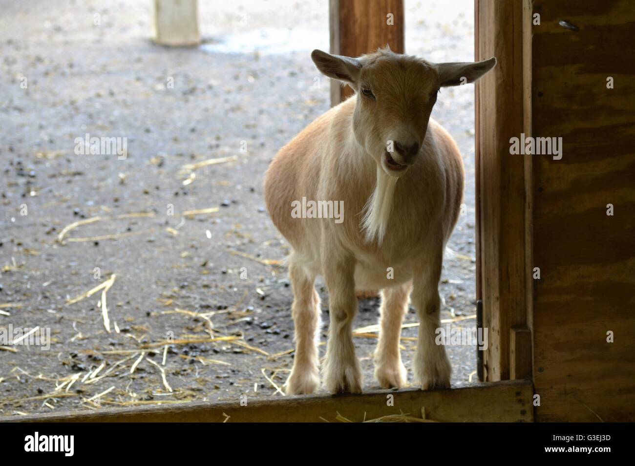 A goat at the farm Stock Photo - Alamy