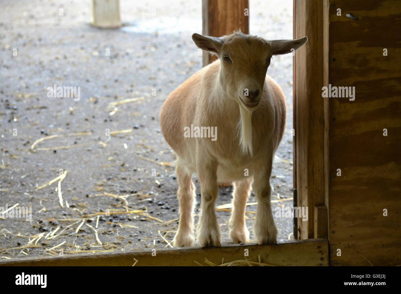 A goat at the farm Stock Photo - Alamy