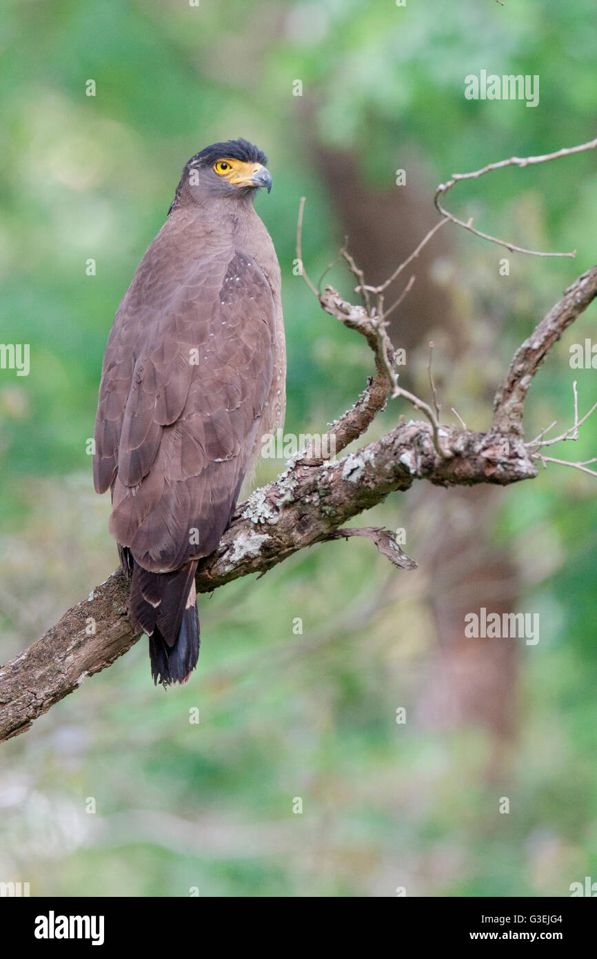 Crested Serpent Eagle on a tree at the Nagahole Wildlife Sanctuary ...