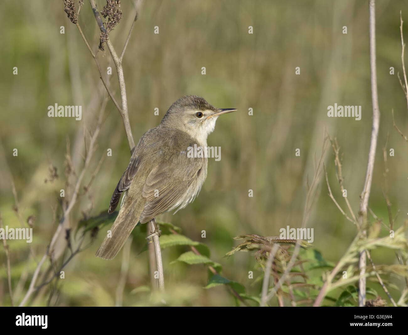 Blyth's Reed Warbler - Acrocephalus dumetorum Stock Photo - Alamy