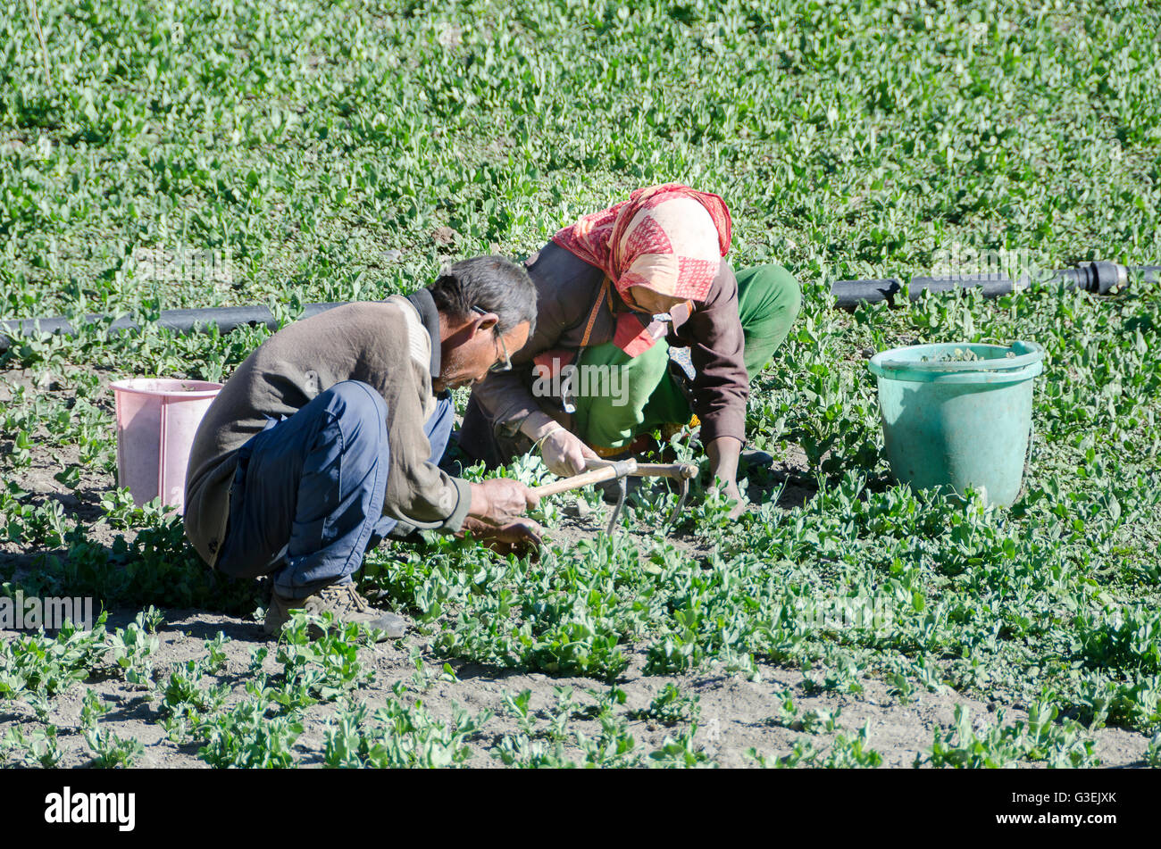 People clearing weeds from crop, Jispa, Manali - Leh Road, Himachal ...