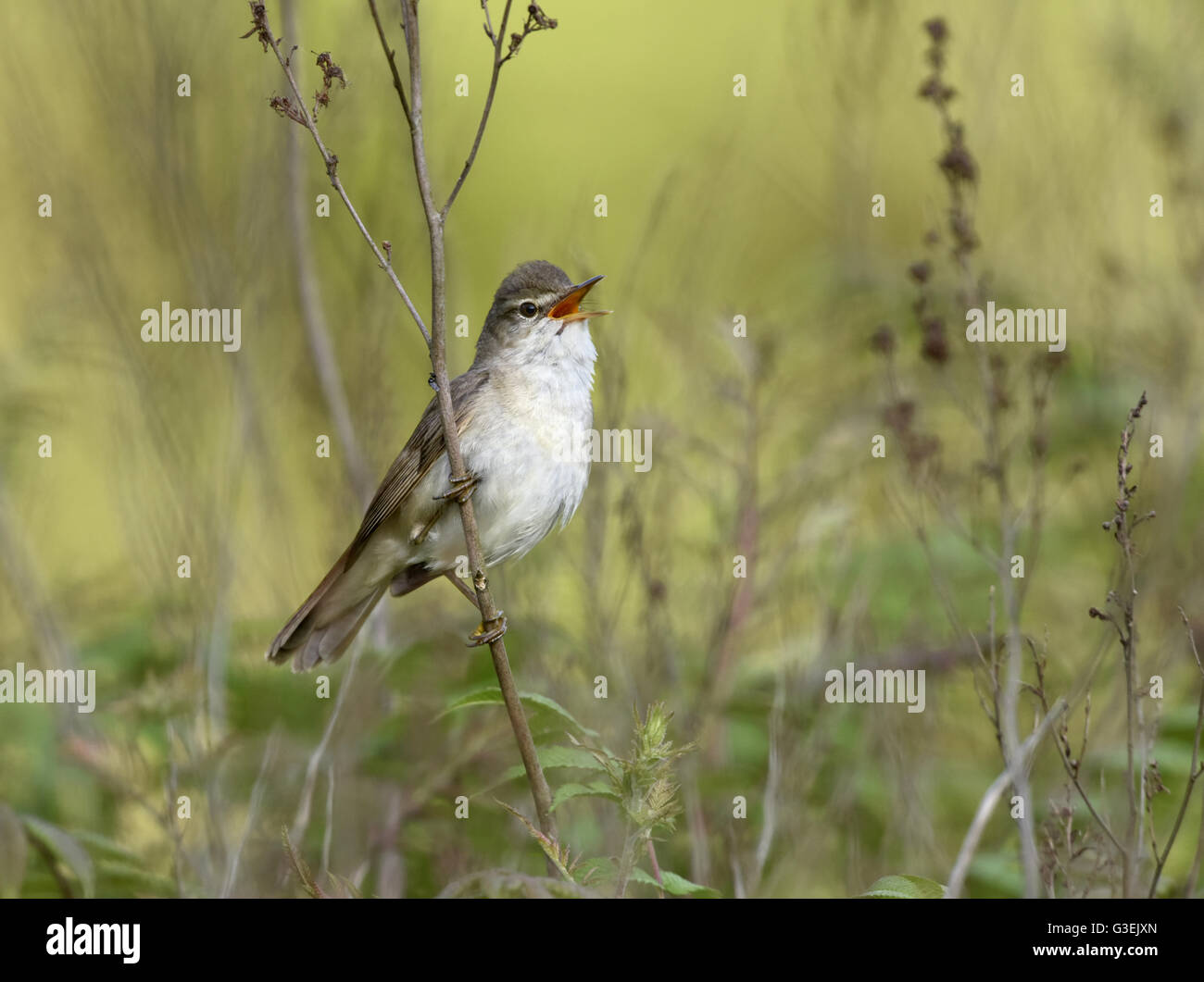 Blyth's Reed Warbler - Acrocephalus dumetorum Stock Photo - Alamy