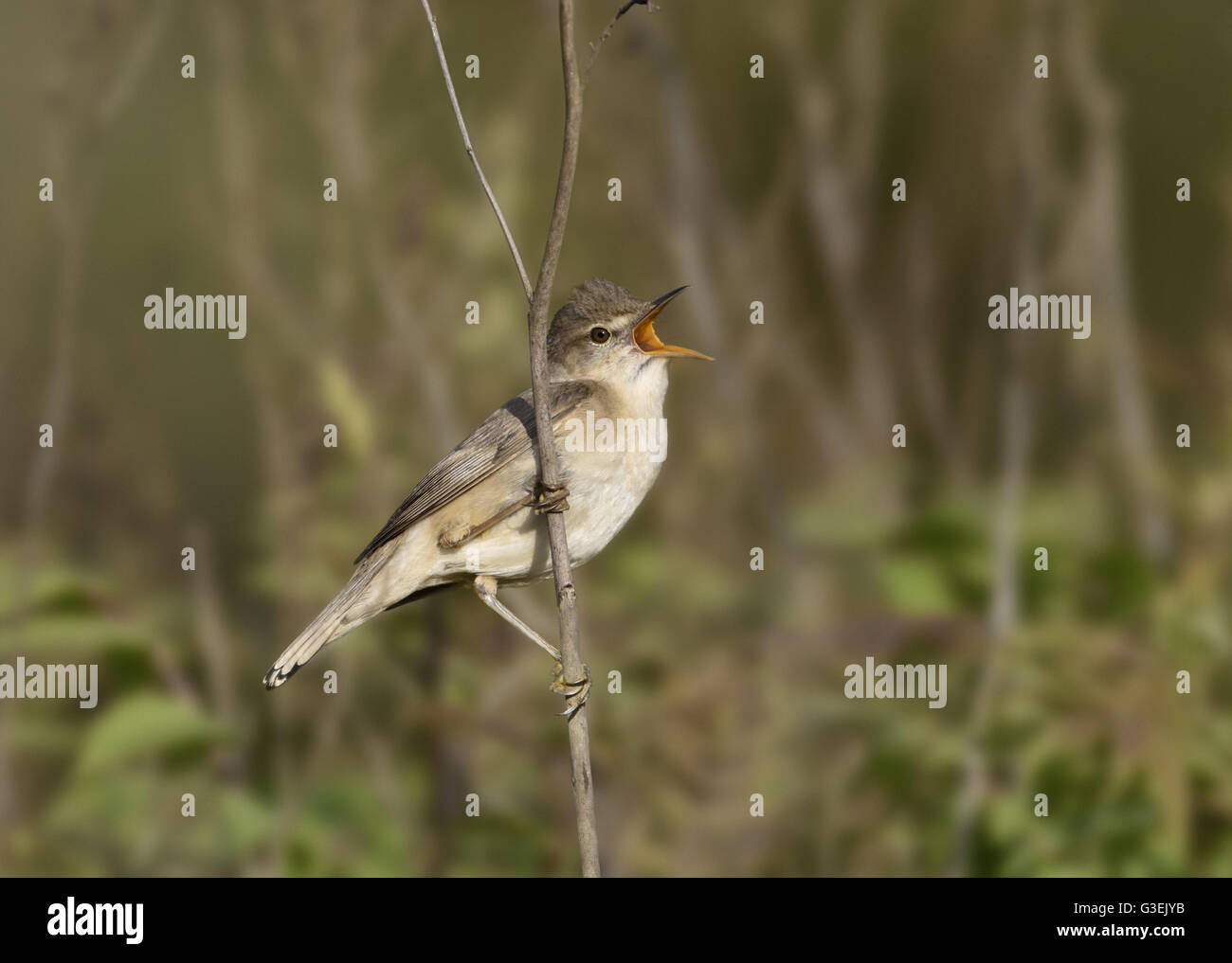Blyth's Reed Warbler - Acrocephalus dumetorum Stock Photo - Alamy
