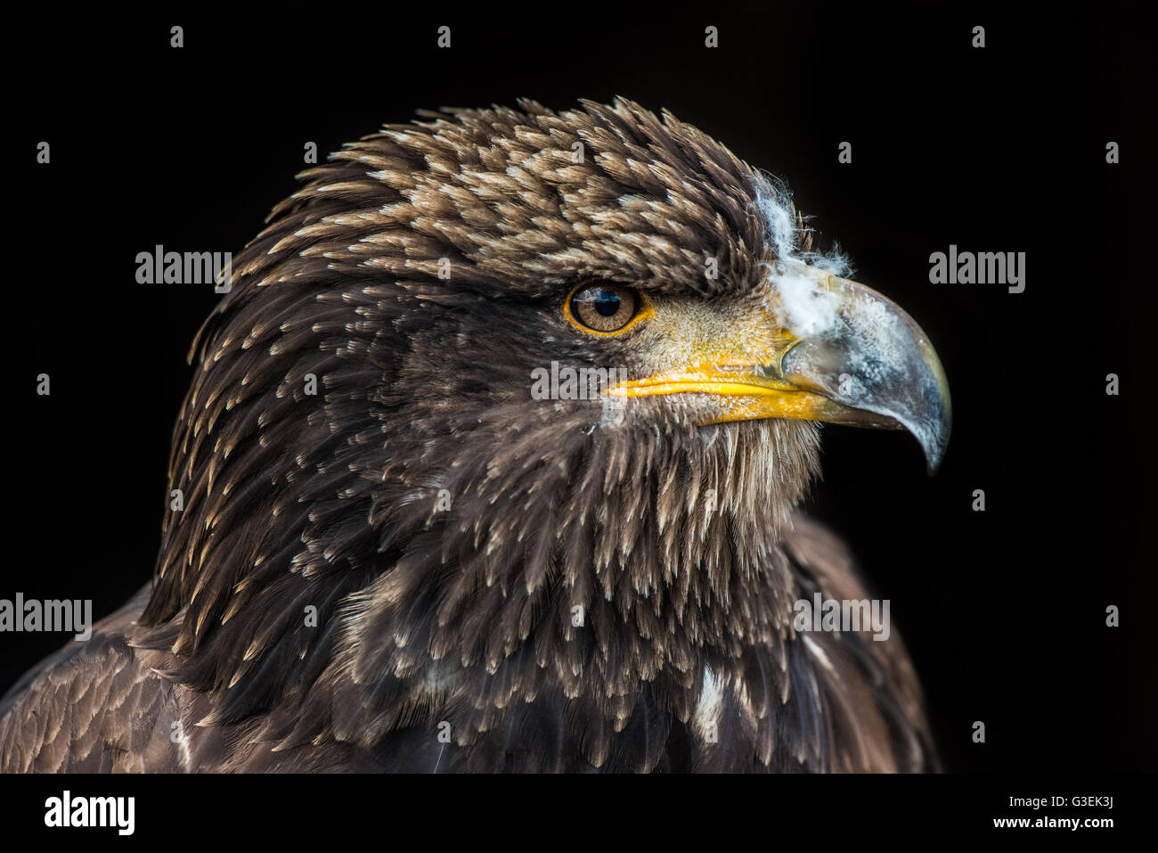 Eagle farm hi-res stock photography and images - Alamy