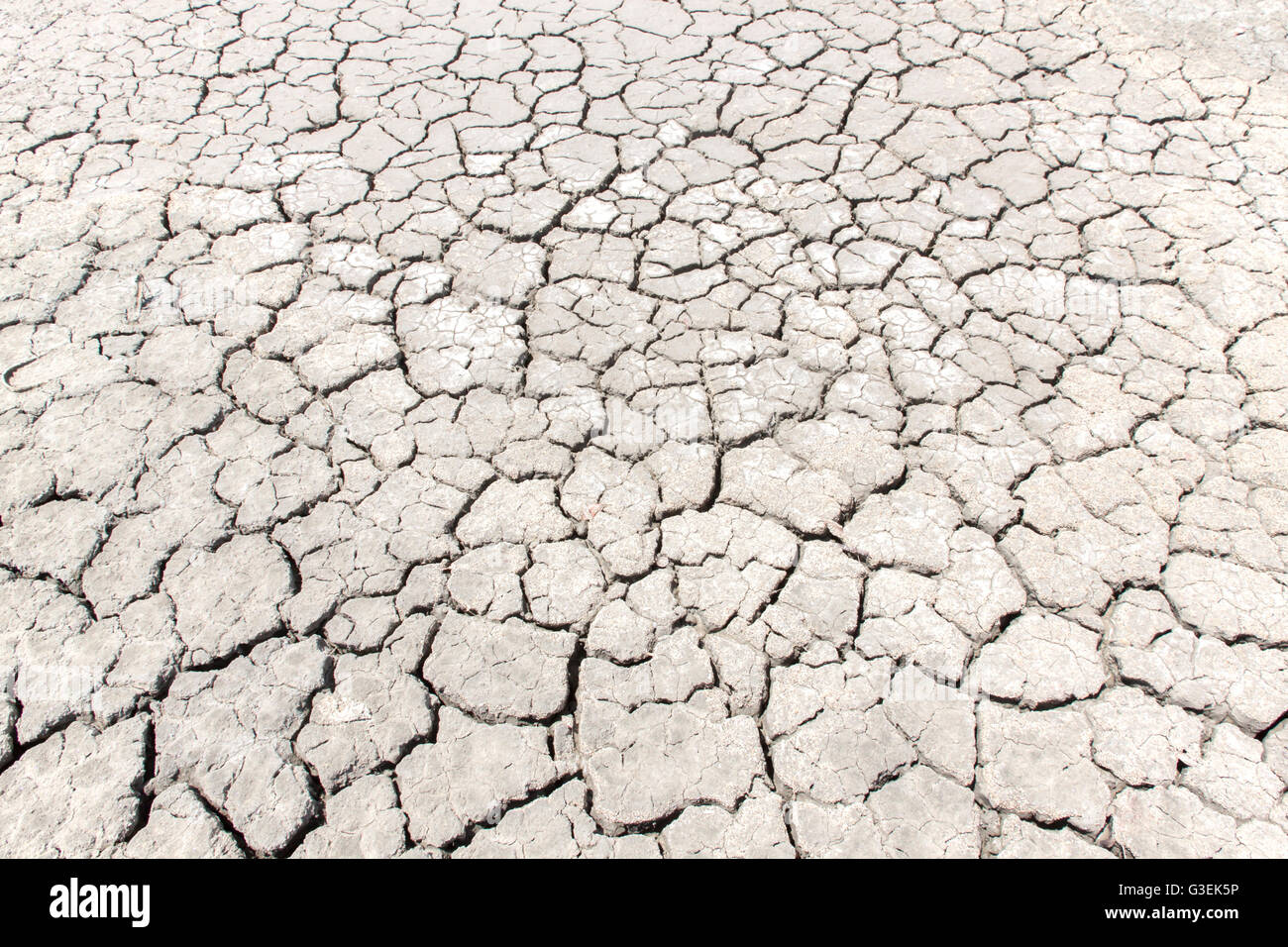 Mangrove forest in parched land nature ground full of salt on the skin ...