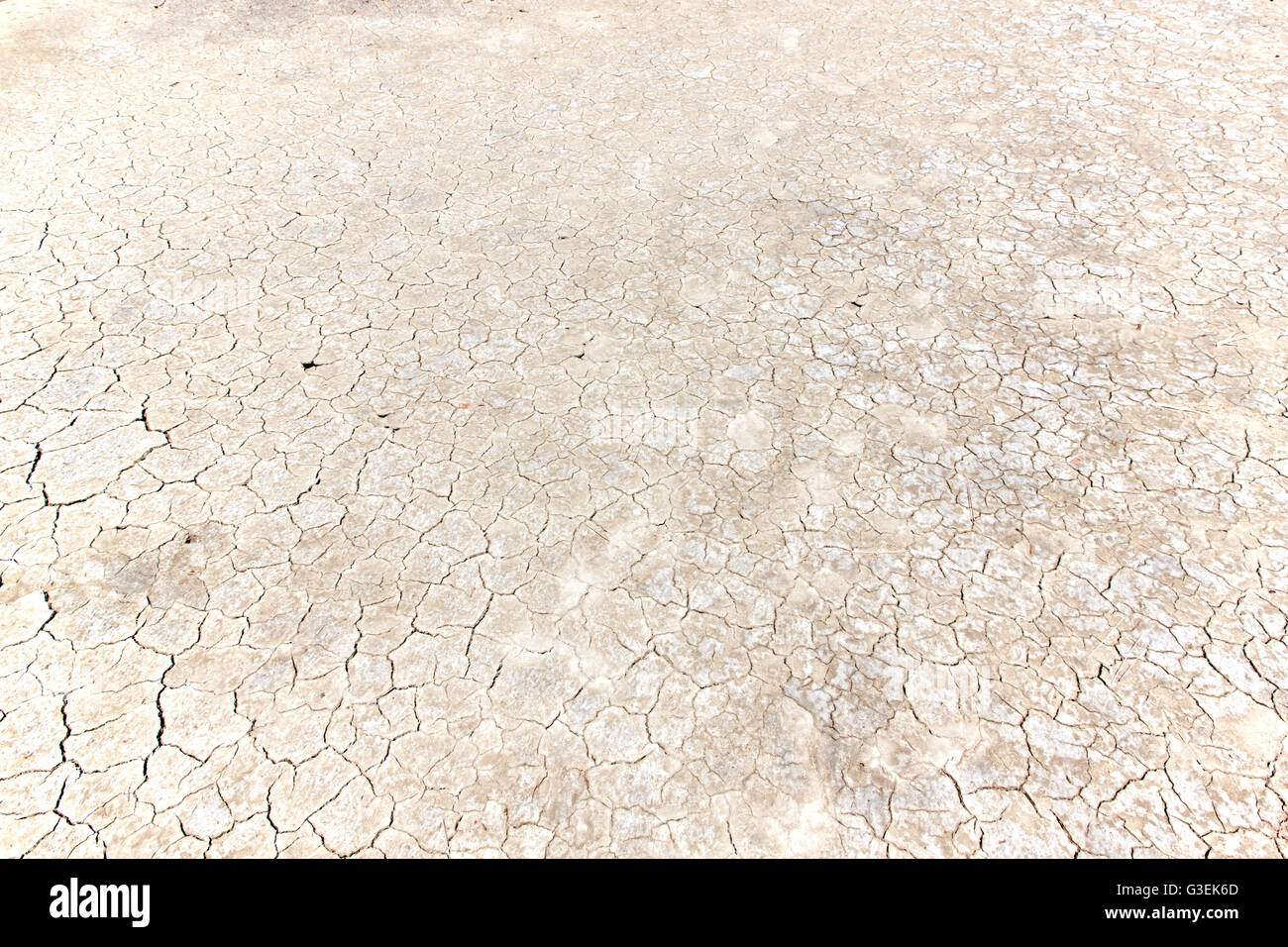 Mangrove forest in parched land nature ground full of salt on the skin ...
