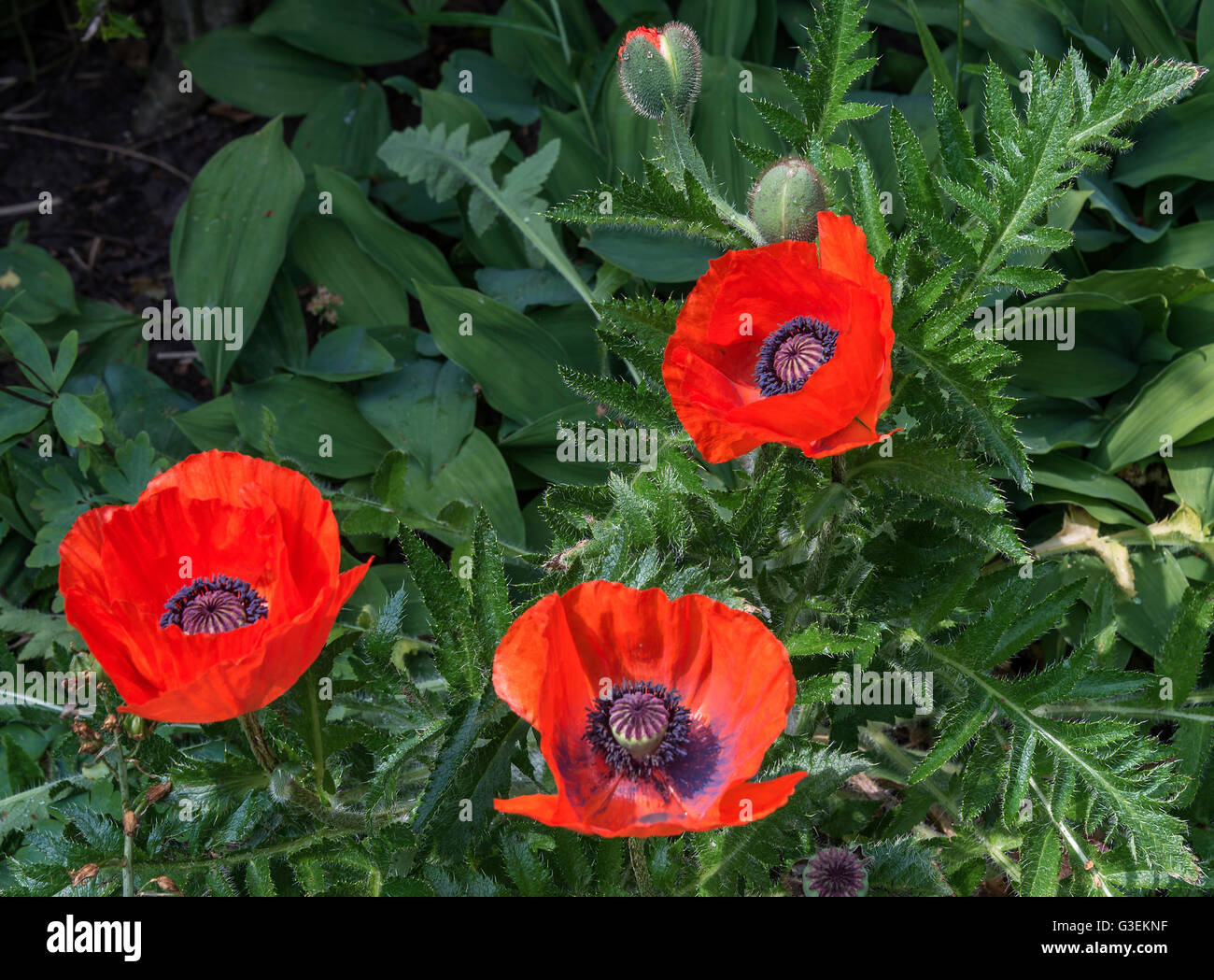 Papaver orientale brilliant red hi-res stock photography and images - Alamy