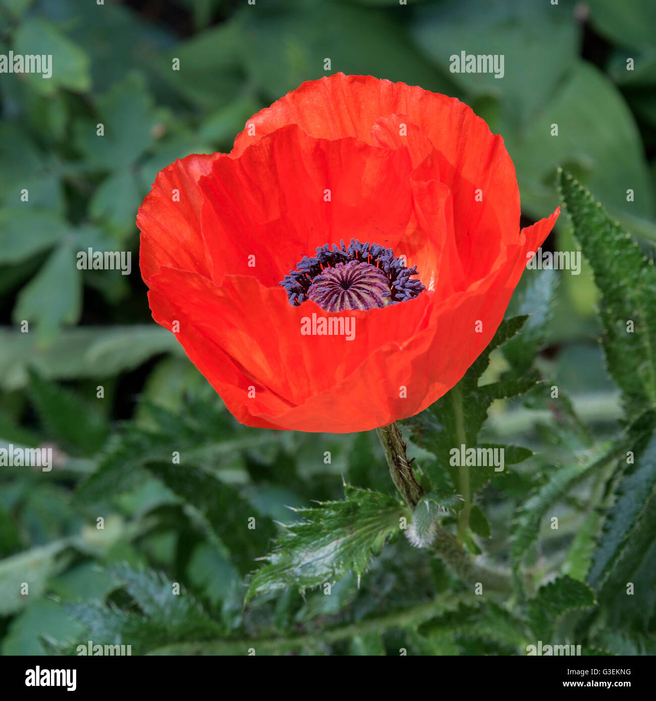 Allegro Poppy High Resolution Stock Photography and Images - Alamy