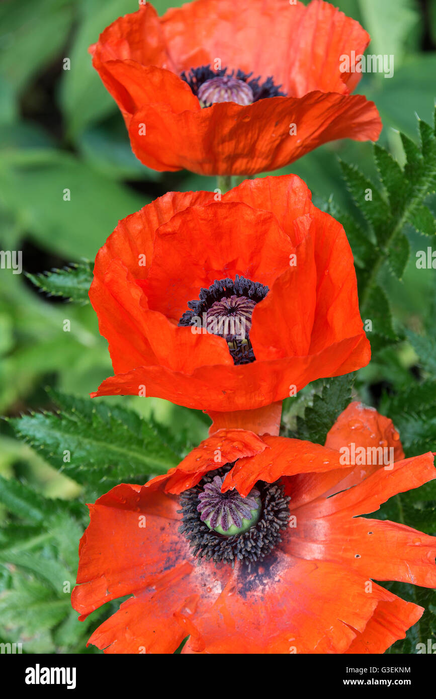 Vermillion flowers hi-res stock photography and images - Alamy