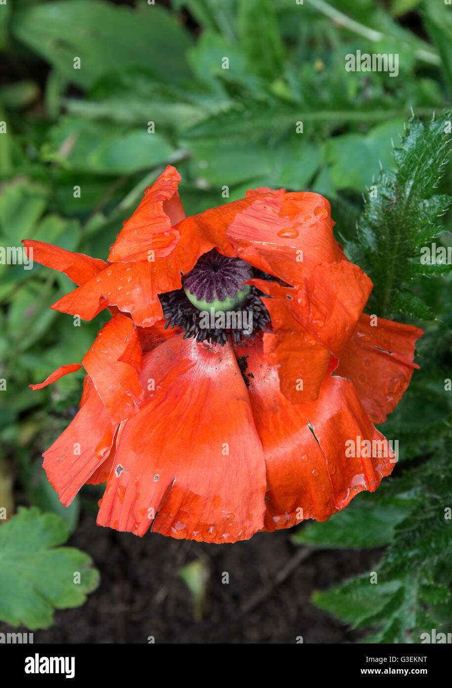 Allegro Poppy High Resolution Stock Photography and Images - Alamy