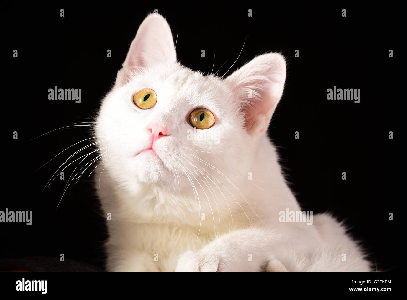 White cat looking up closeup on black background Stock Photo - Alamy