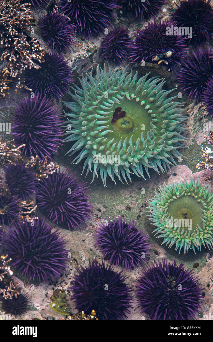 Sea anemones and red sea urchins in a tidal pool at the King Range ...