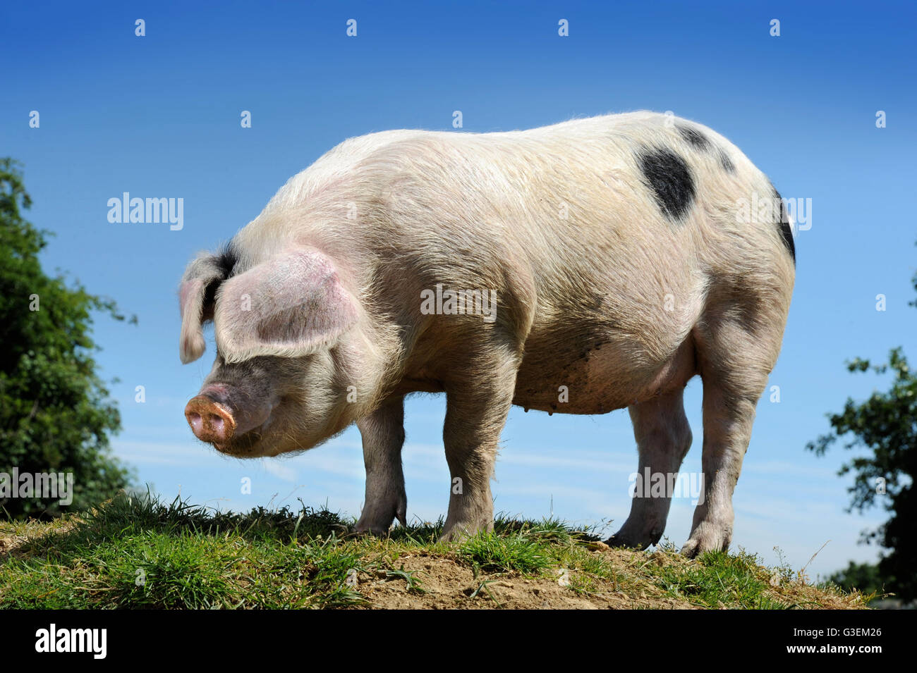 Gloucester old spot pig hi-res stock photography and images - Alamy