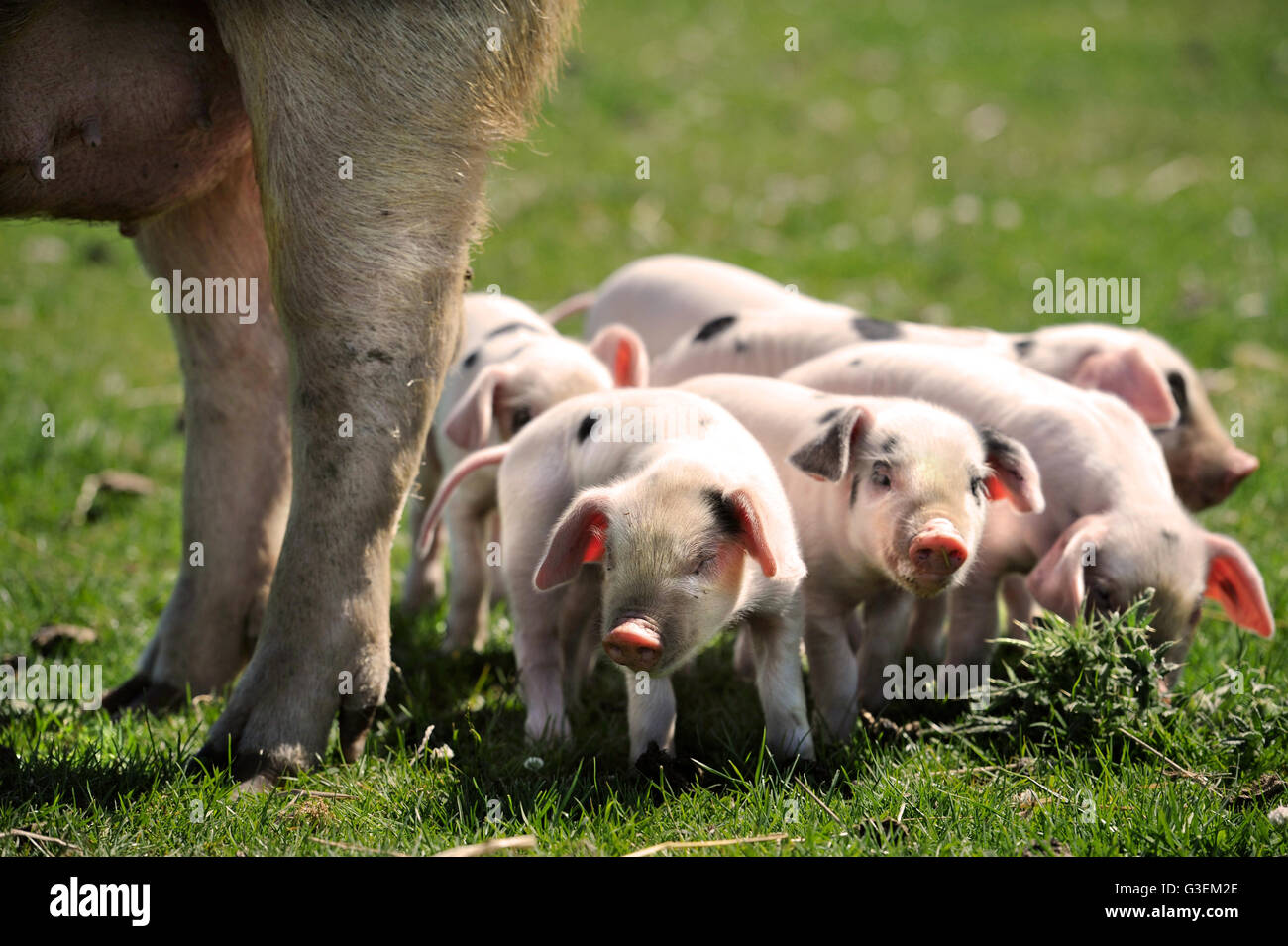 Litter of pigs hi-res stock photography and images - Alamy