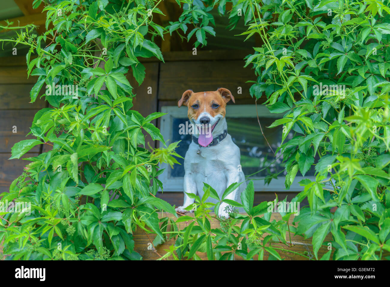 Smiling dog hi-res stock photography and images - Alamy