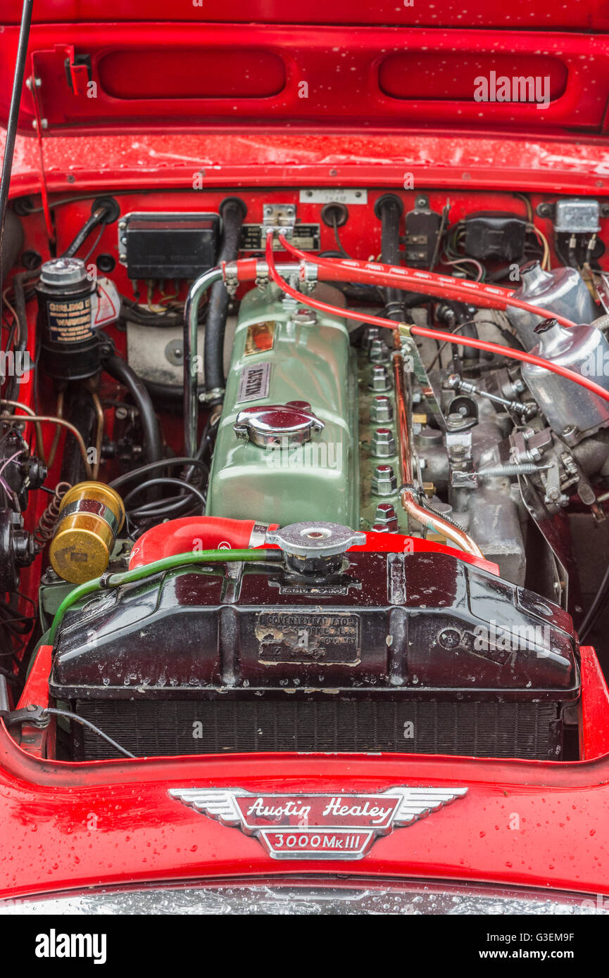 Car portrait of the engine compartment to a 1964 3litre Austin Healey ...