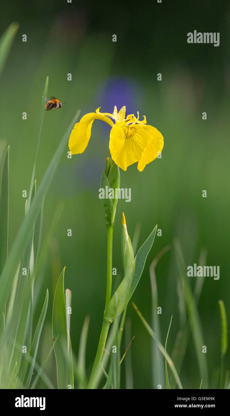 Iris pollination hi-res stock photography and images - Alamy