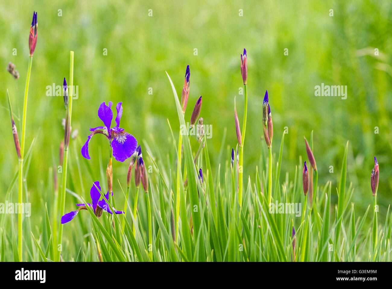 Blue irises iris hi-res stock photography and images - Alamy