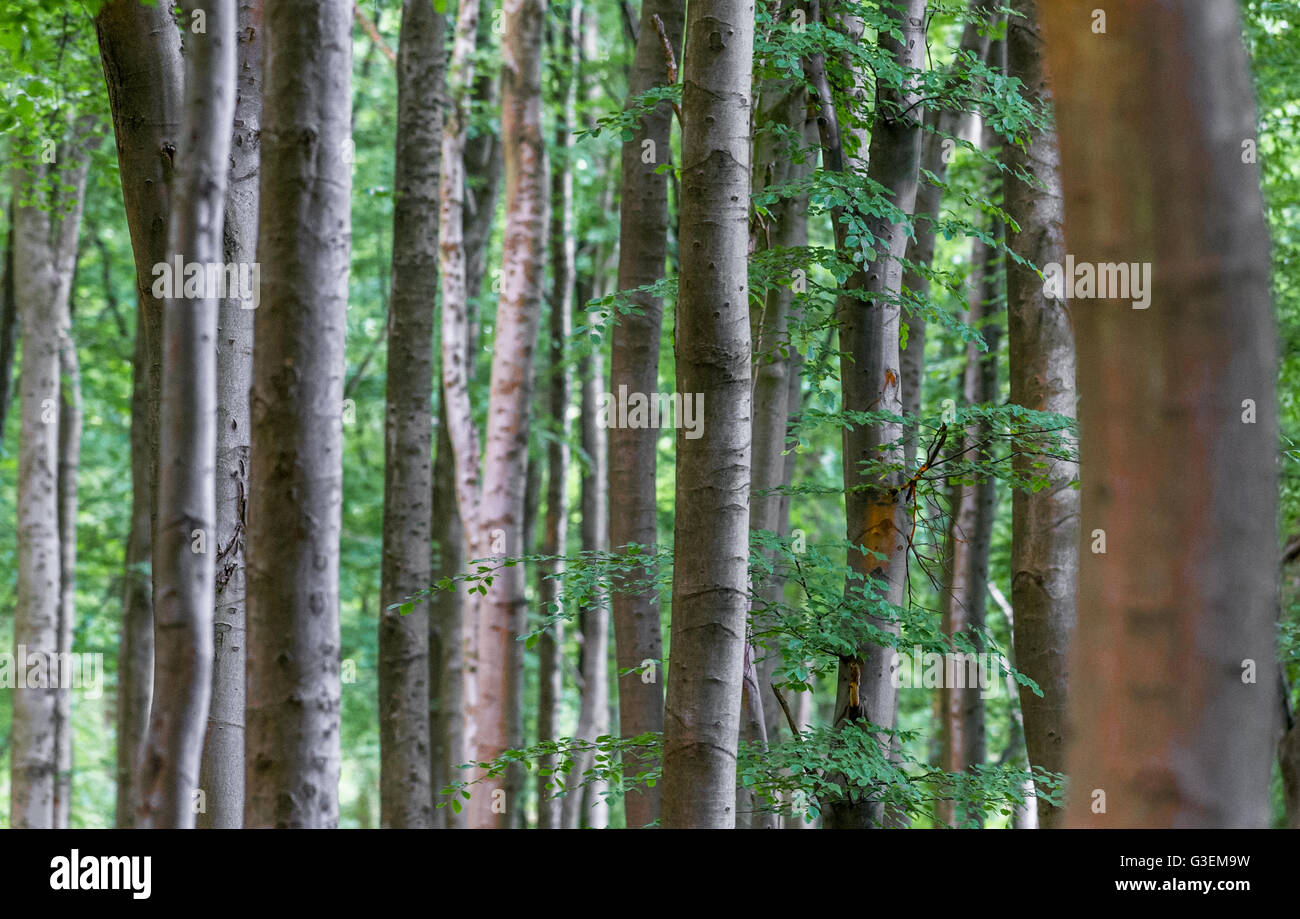 Woodland of Beech tree trunks with later evening sun light Stock Photo ...