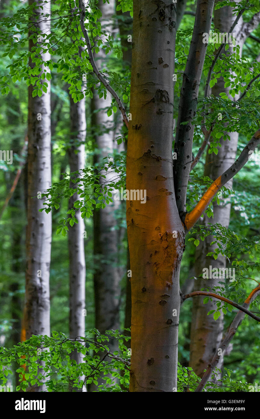 Woodland of Beech tree trunks with later evening sun light Stock Photo ...