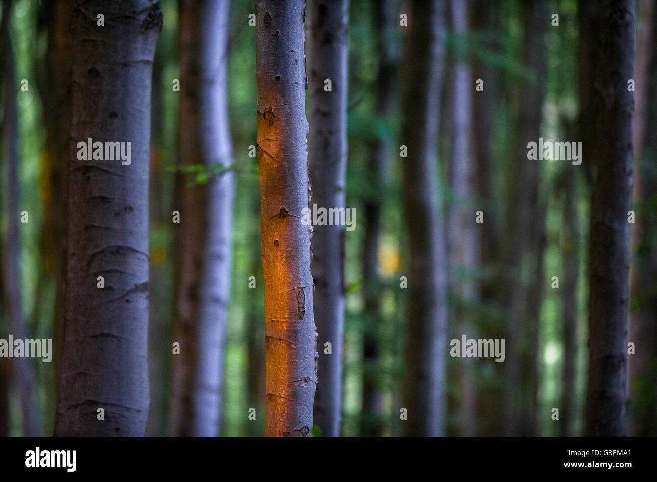 Woodland of Beech tree trunks with later evening sun light Stock Photo ...