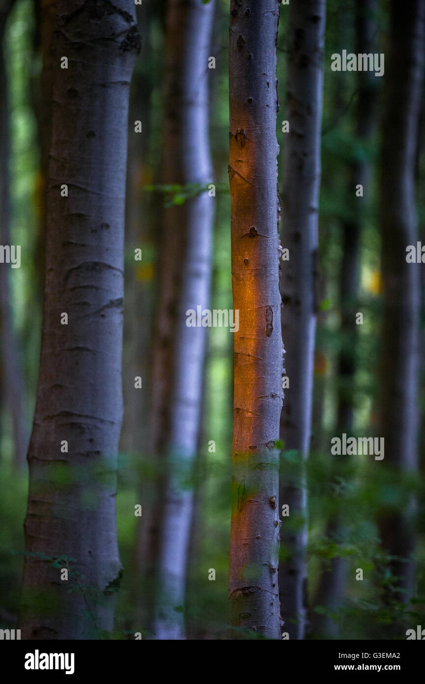 Evening light tree hi-res stock photography and images - Alamy