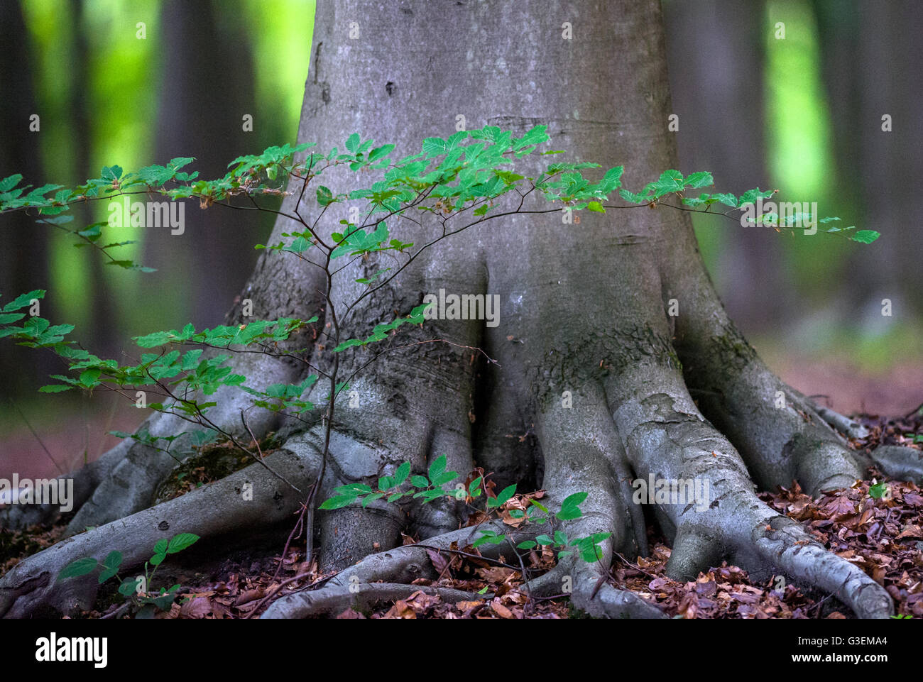 Beech tree sapling hi-res stock photography and images - Alamy