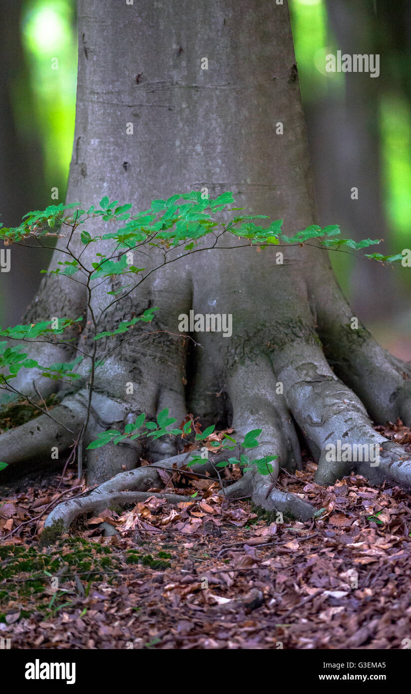 Beech tree sapling hi-res stock photography and images - Alamy