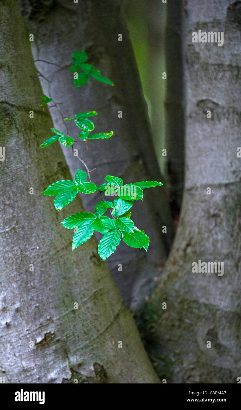 Beech tree sapling hi-res stock photography and images - Alamy