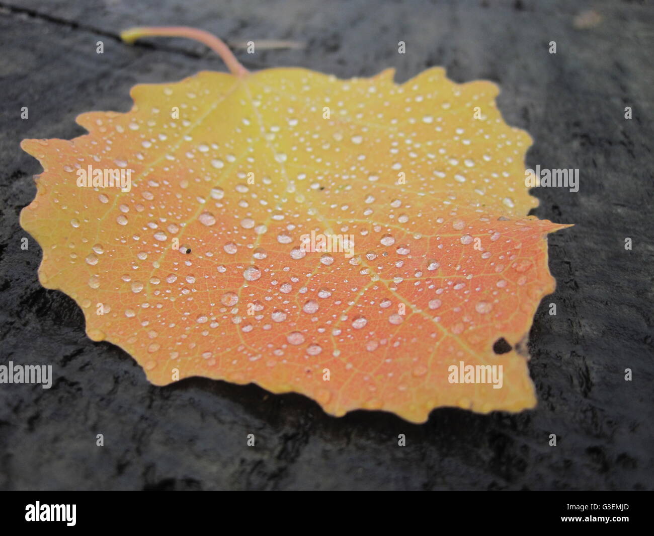 Single autumn leaf hi-res stock photography and images - Alamy