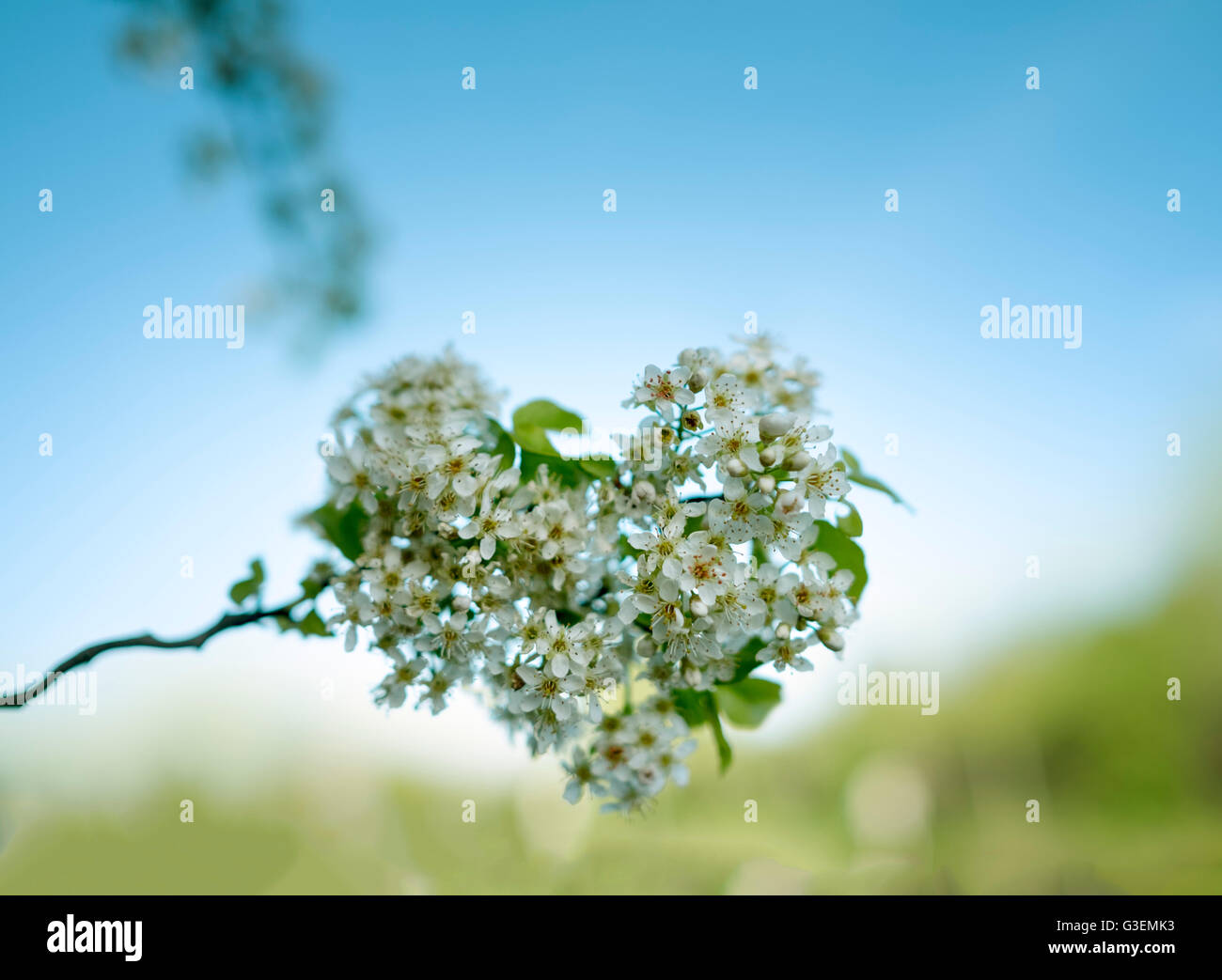 Floral heart shape hi-res stock photography and images - Alamy