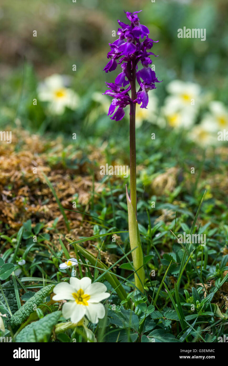 Pyramid Orchid and Primroses Stock Photo - Alamy