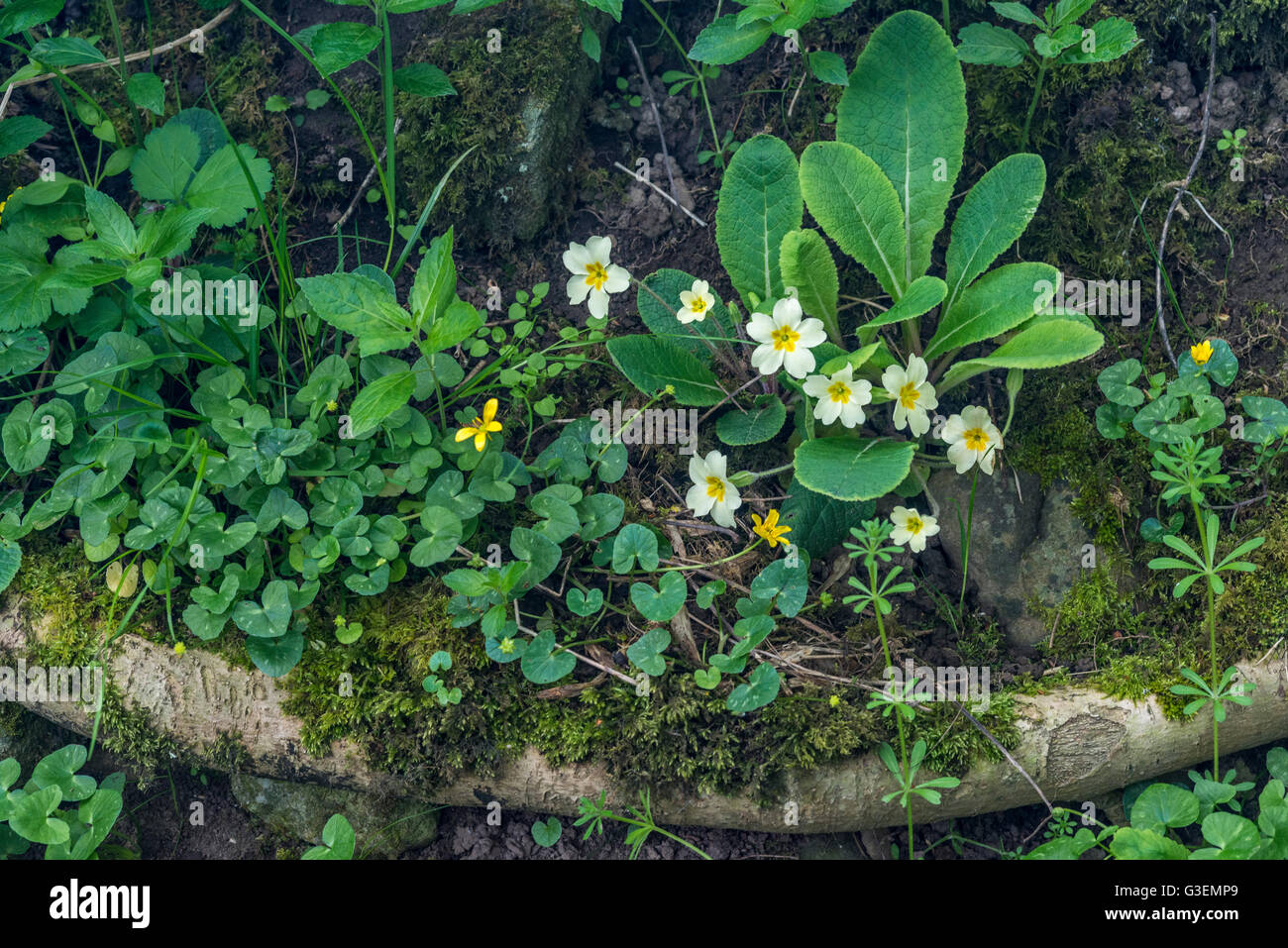 Primrose woodland scene Stock Photo - Alamy