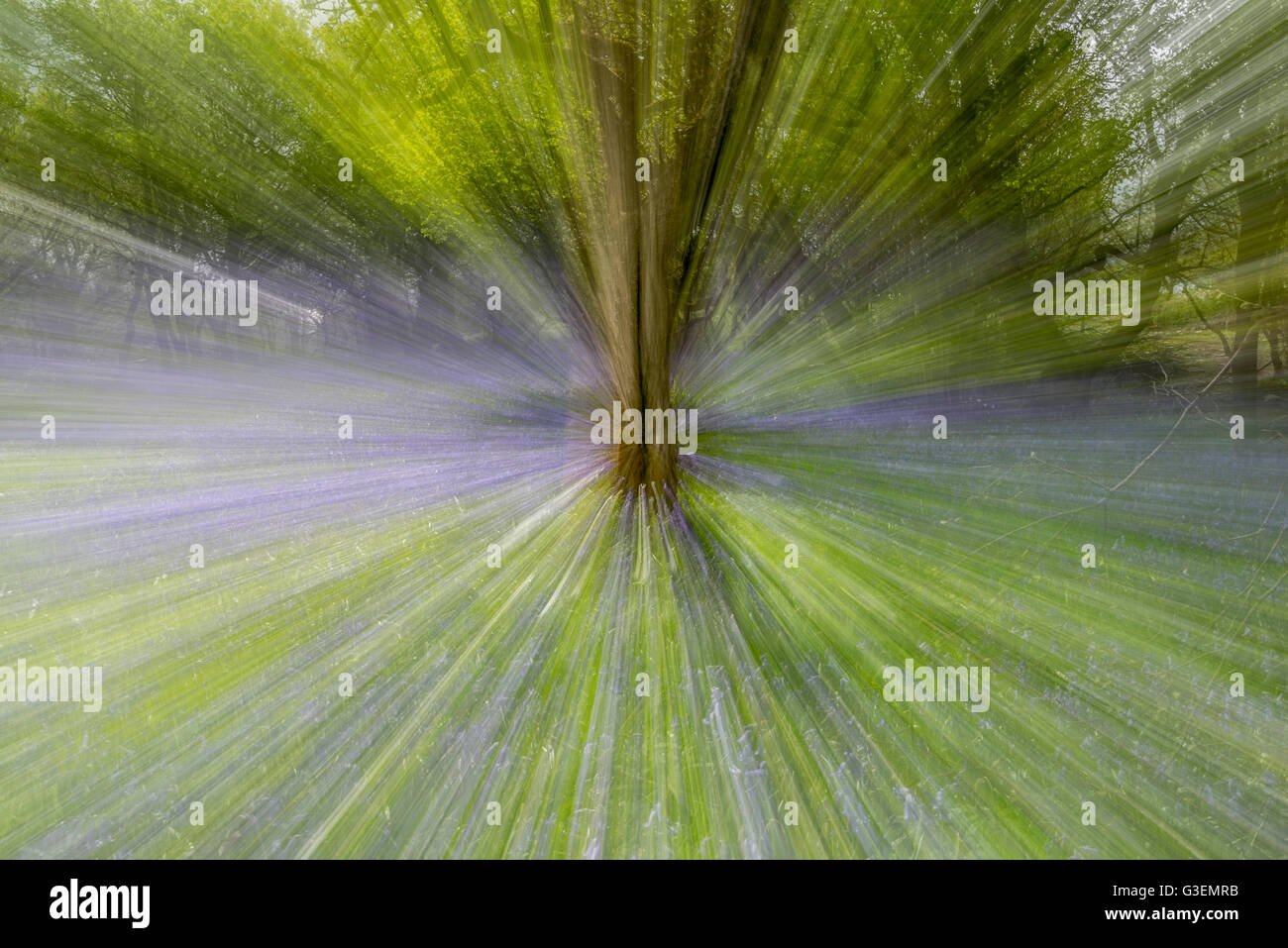 Bluebell Star Burst Stock Photo - Alamy