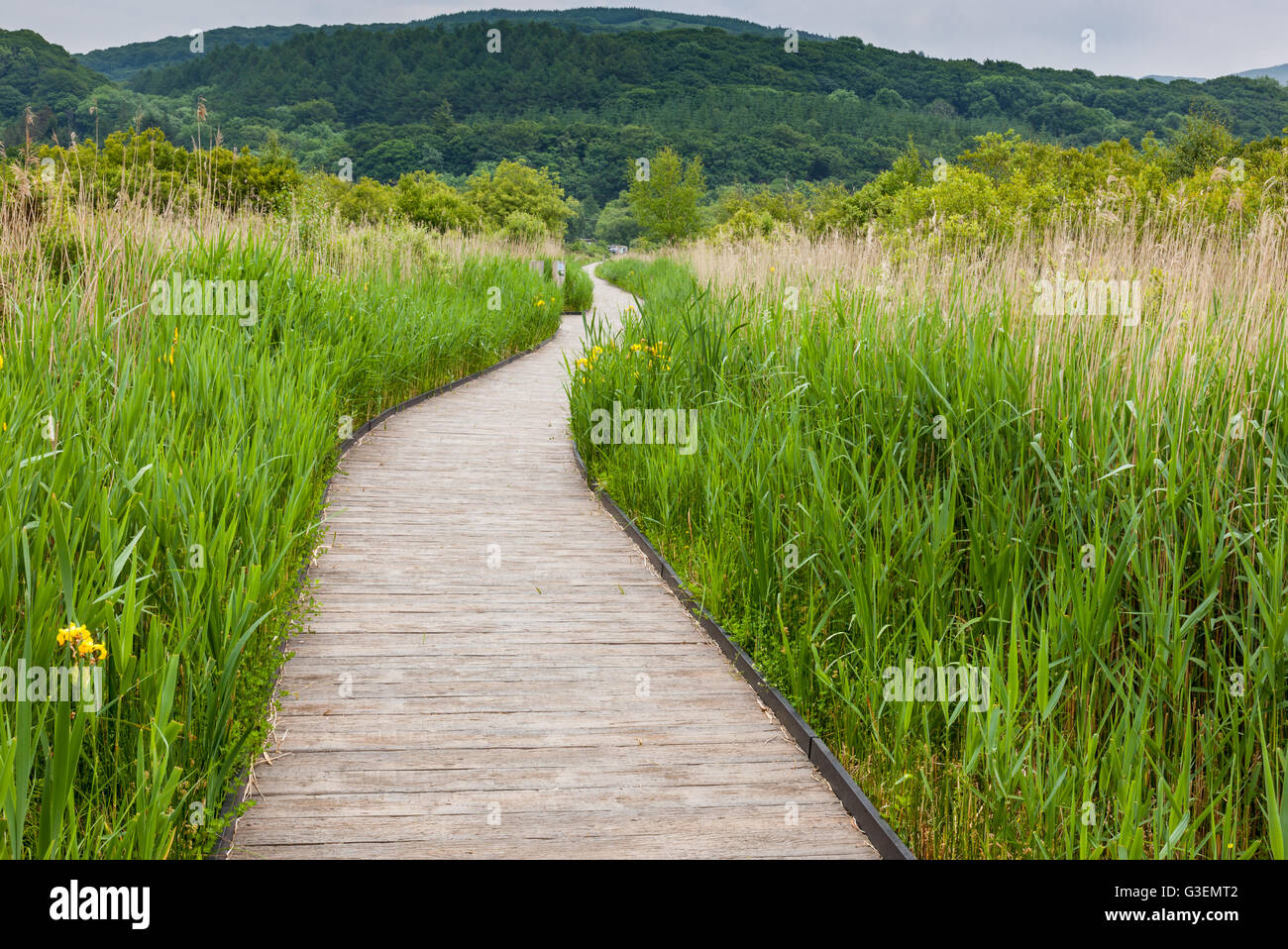 Boardwalk to the 360 Observatory at Cors Dyfi Wildlife Trust, near ...