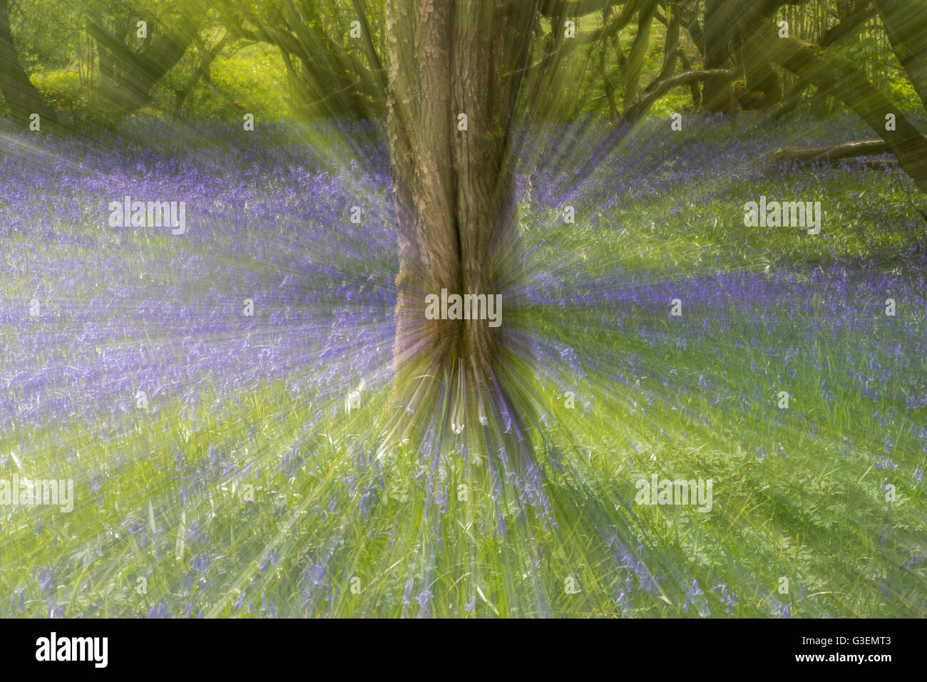 Bluebell Star Burst Stock Photo - Alamy