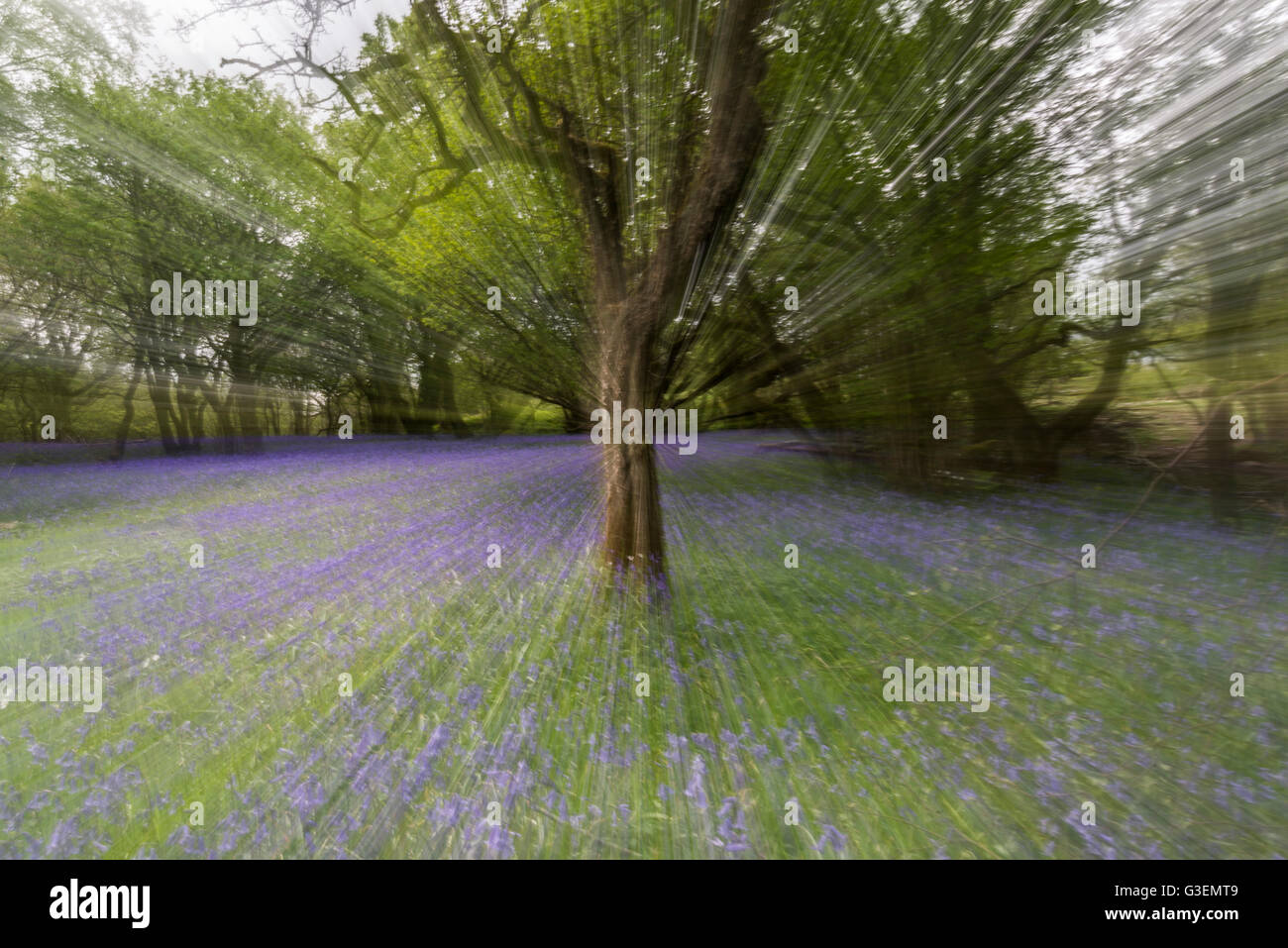Bluebell Star Burst Stock Photo - Alamy